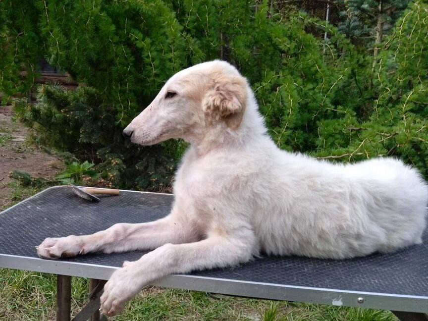 Русская псовая борзая щенки