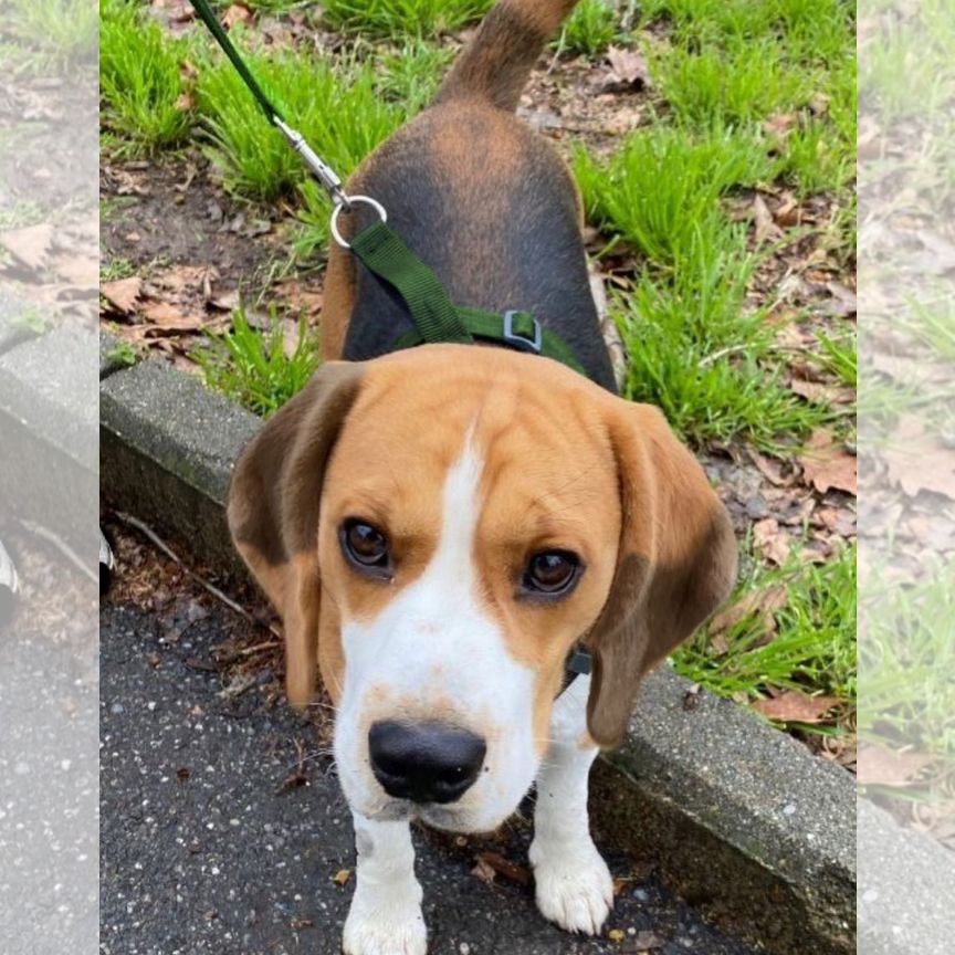 Бигль, щенок