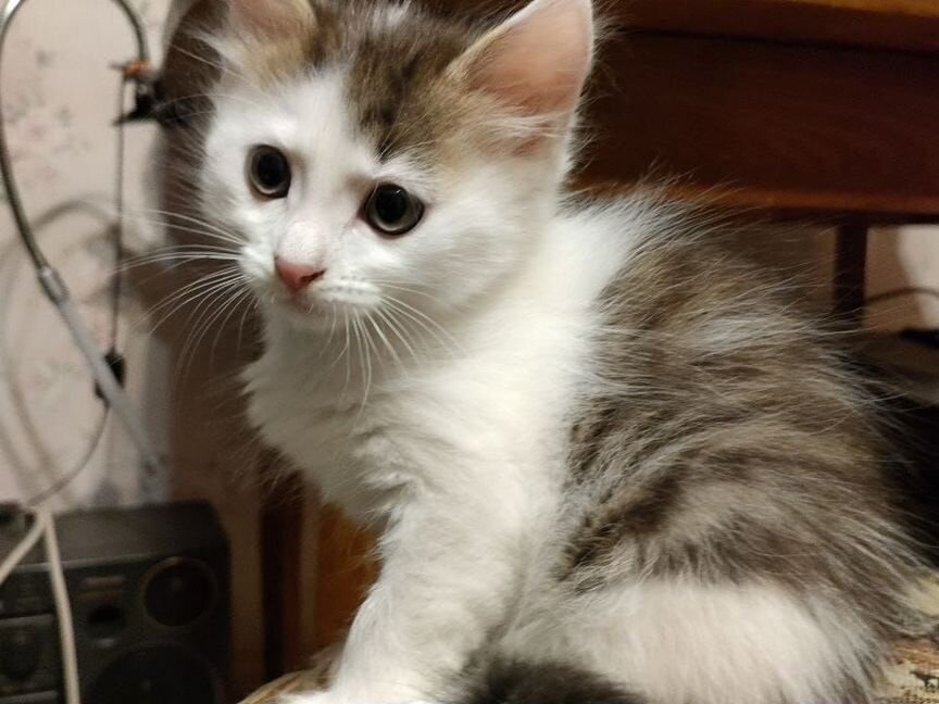 Котёнок Машенька