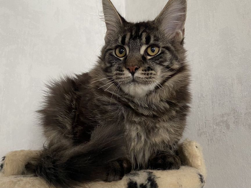Котик Мейн кун