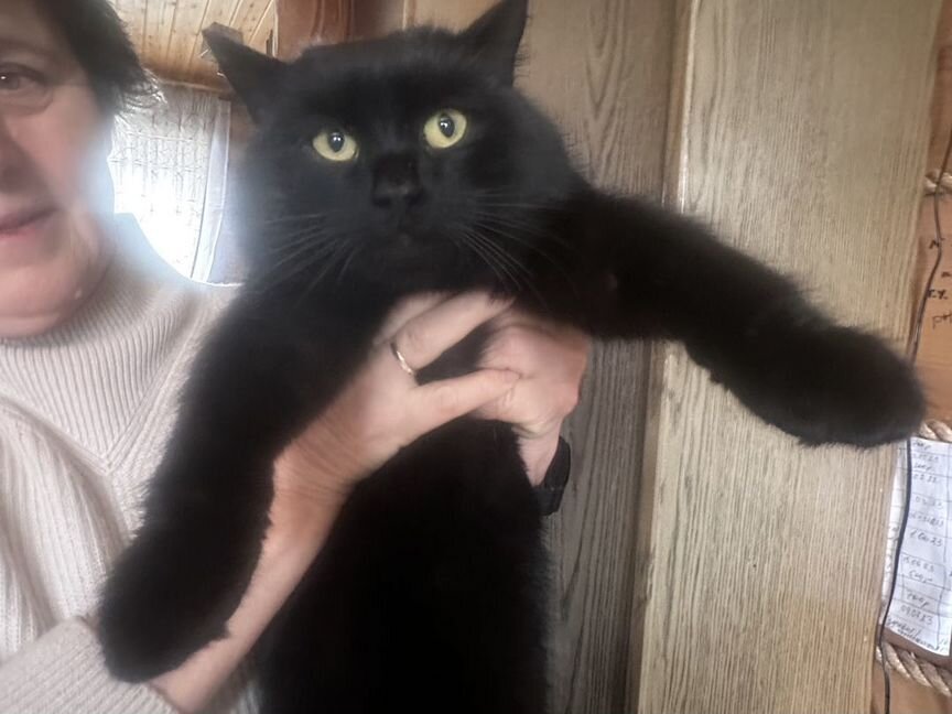 Кот, черный, 2 года