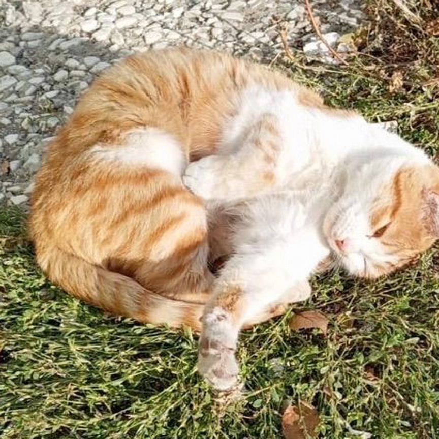 Бедный котёнок ищет дом
