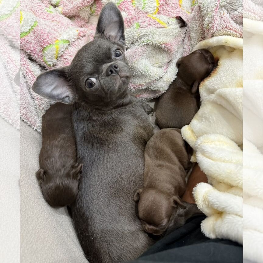 Чихуахуа, щенок