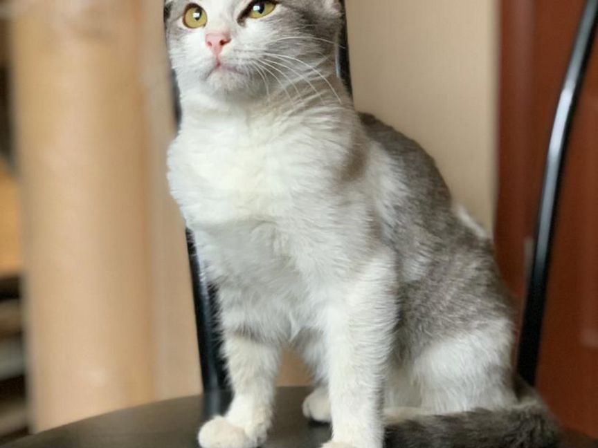 Кошка. Мотя 3мес.в семью