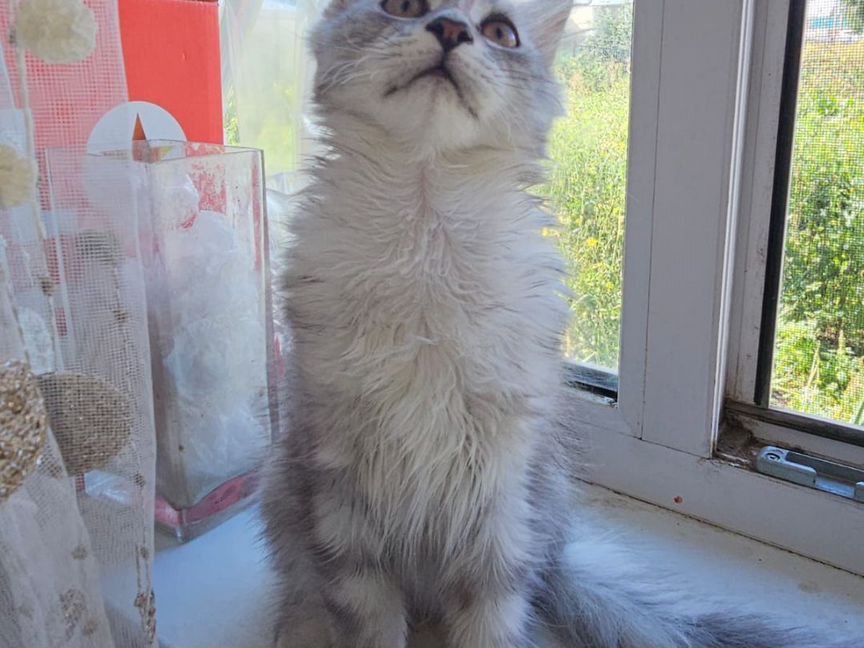 Котята мейн-кун