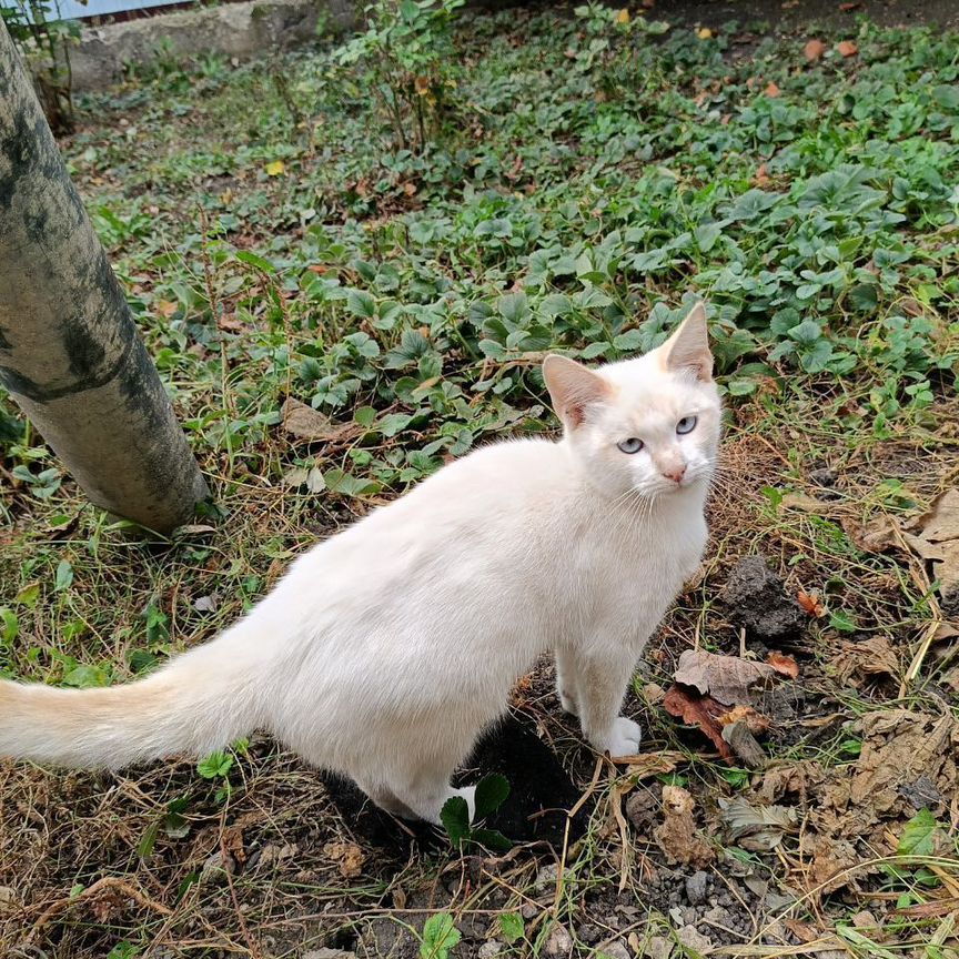 Котята в добрые руки мальчики добрые игривые