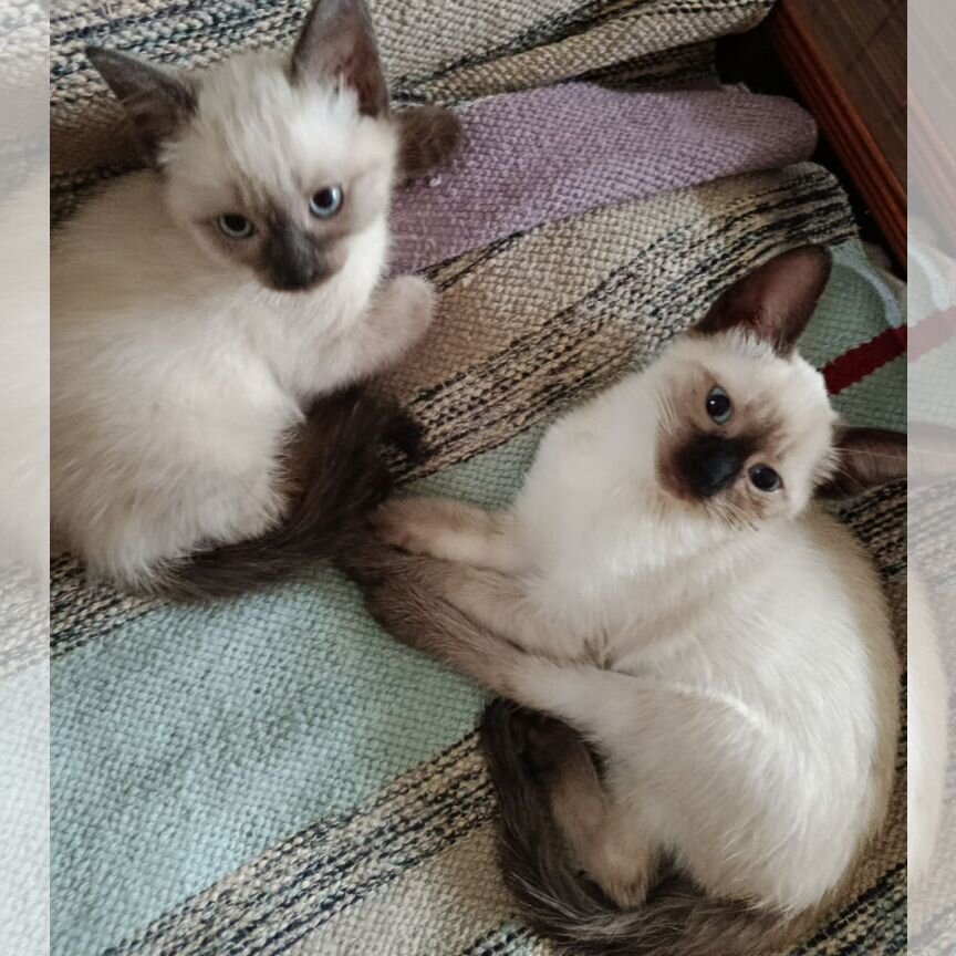 Сиамский котёнок