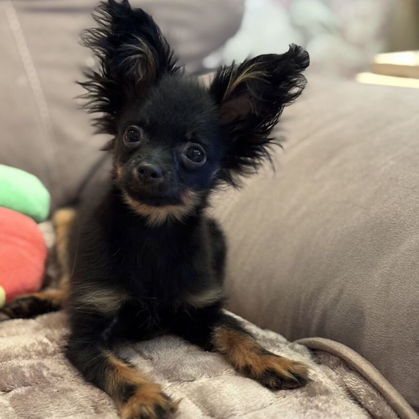 Русский той-терьер, щенок