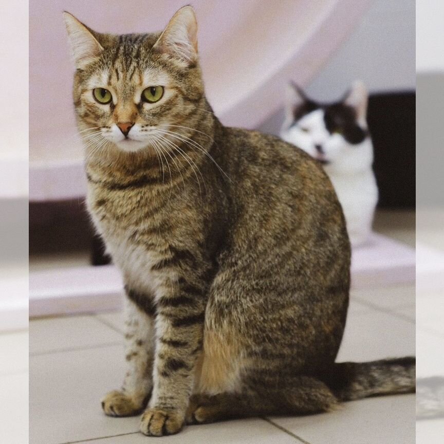 Кошки в добрые руки