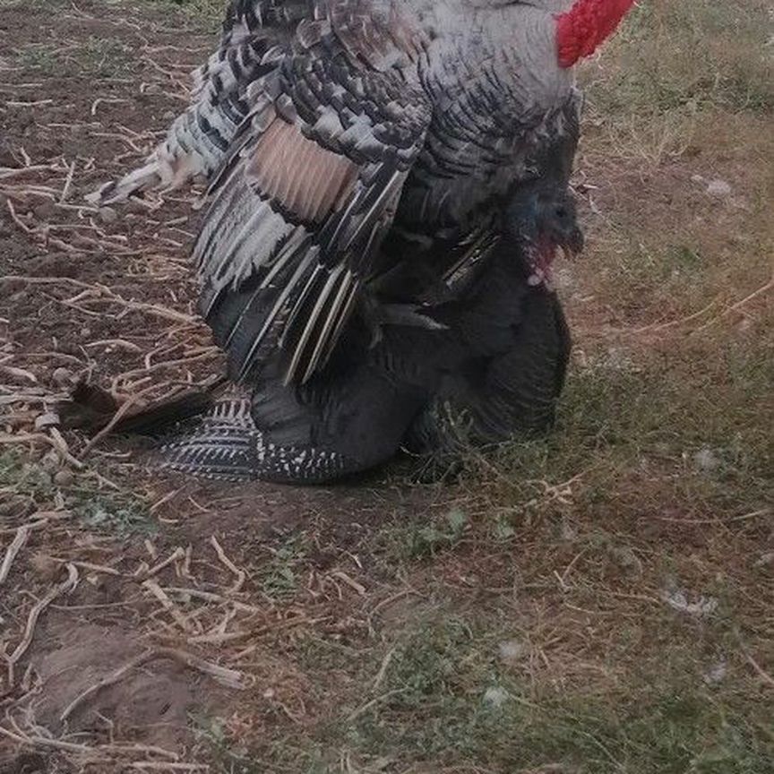 Индюки семья