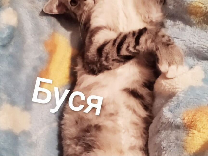 Котик Буся