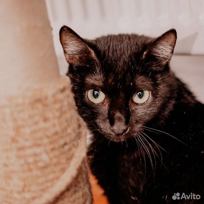 Кошка Ежевика ищет дом