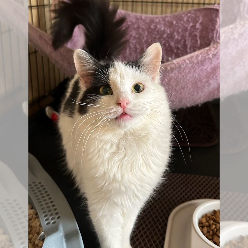 Стерилизованная Ева в добрые руки