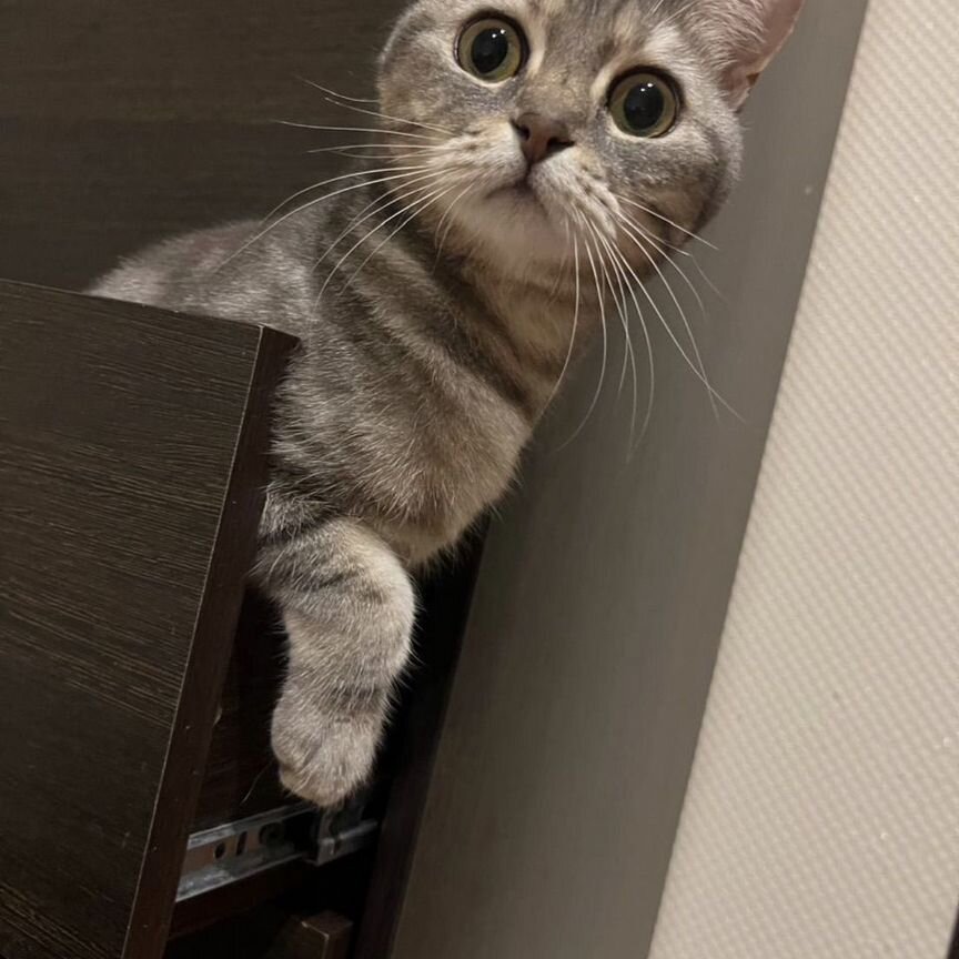 Шотландская