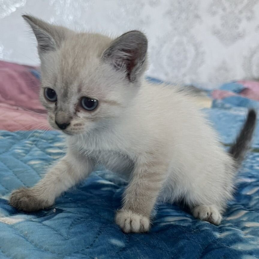 Сиамский котёнок