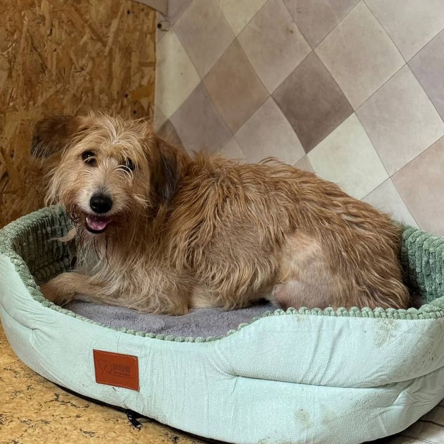 Взрослая собака в добрые руки