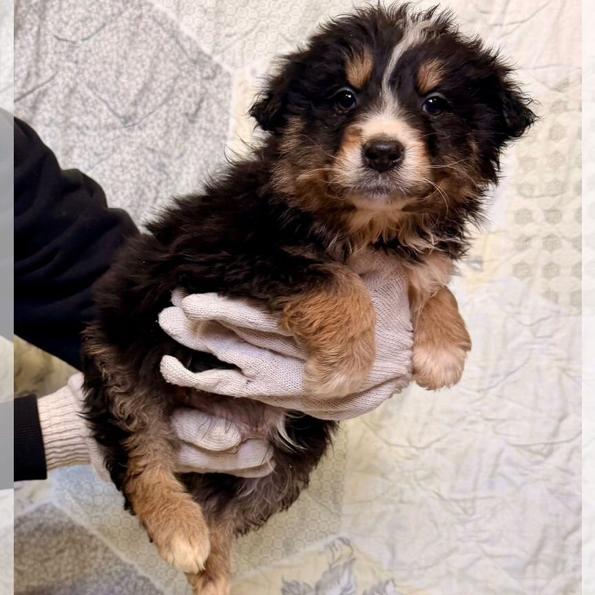 Щенок в добрые руки