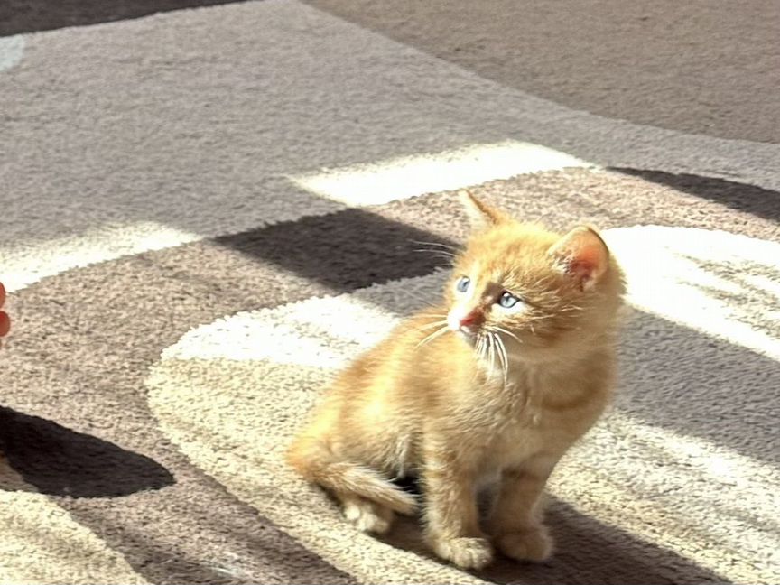 Котянок в добрые руки