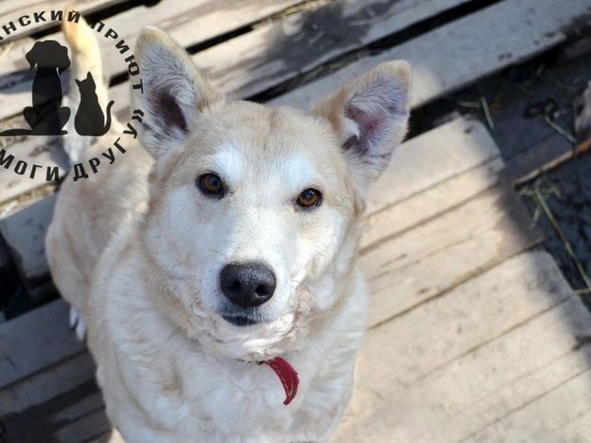 Собака в добрые руки