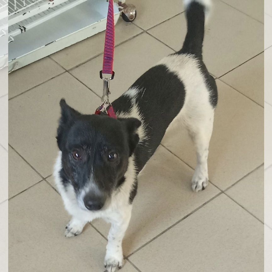 Взрослый пёс в добрые руки