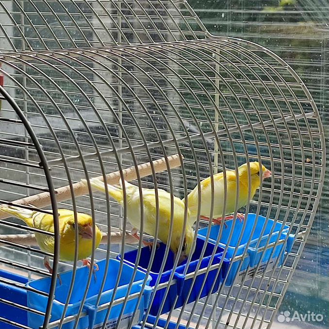 Птенцы канарейки