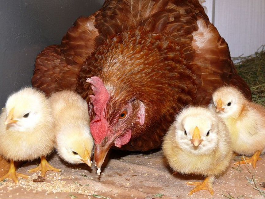 Продам курицу с цыплятами