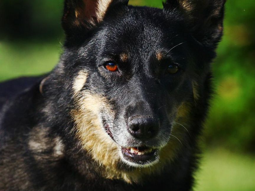 Уравновешенная Альма из приюта