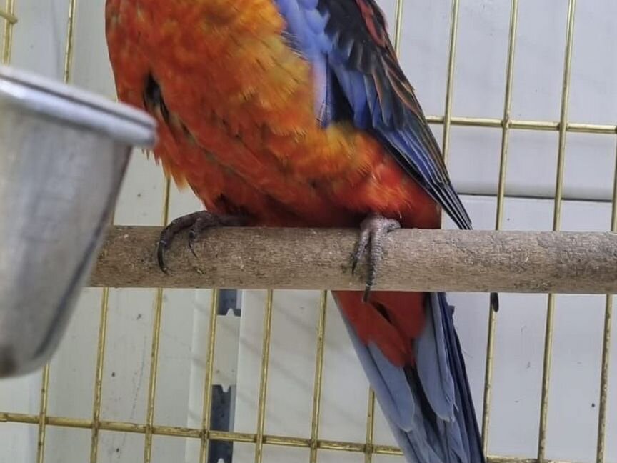 Розелла Пинант