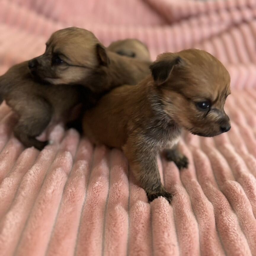 Йоркширский терьер