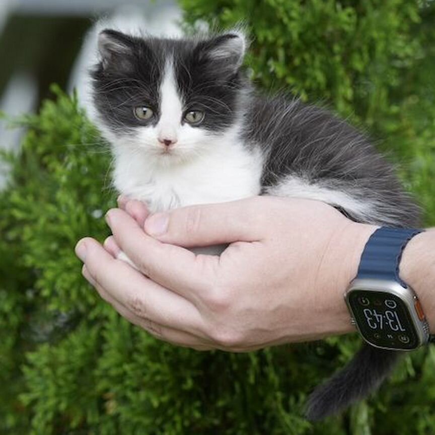 Котёнок в добрые руки