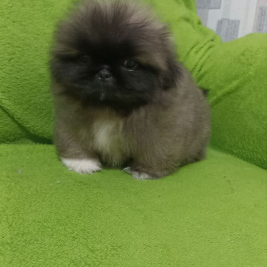 Щенки пекинеса