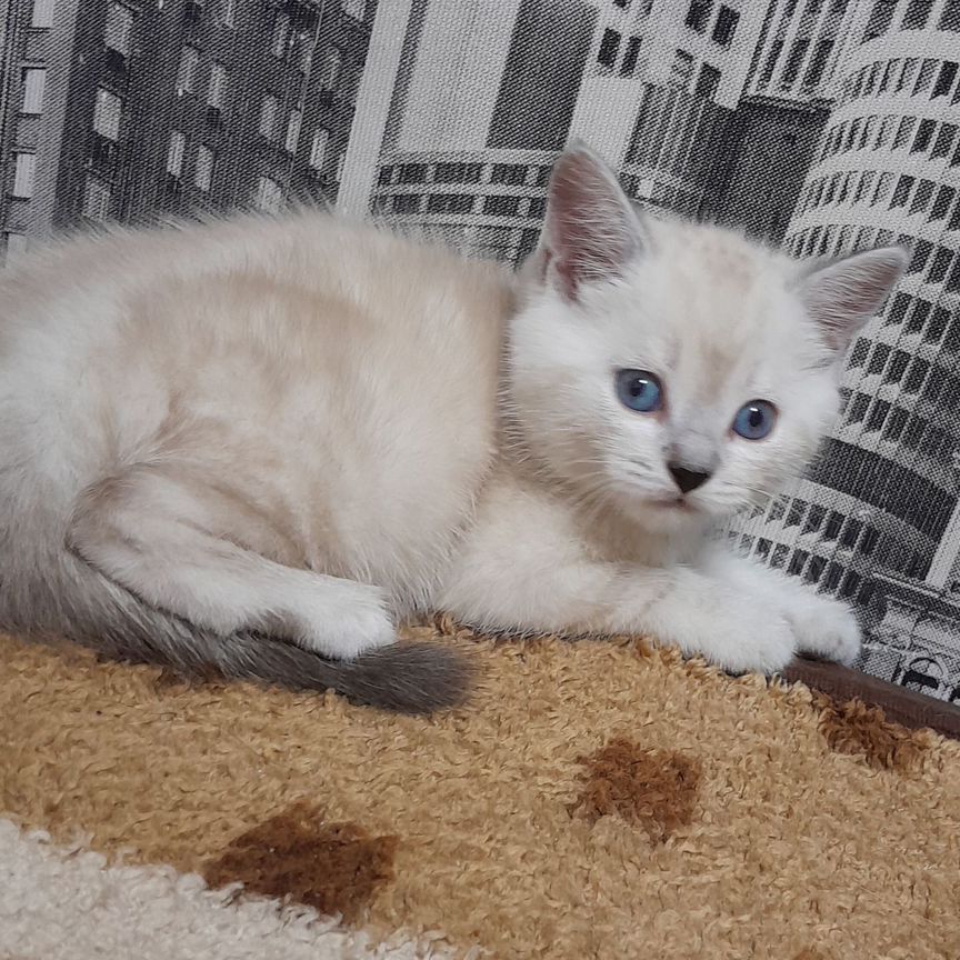Шотландские котята
