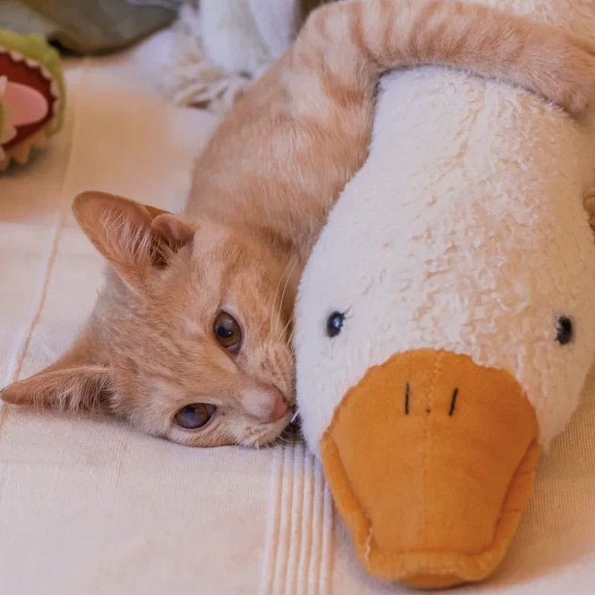 Рыжий котенок мальчик