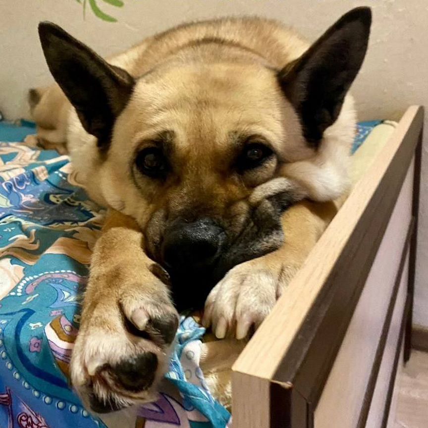 Взрослая собака в добрые руки