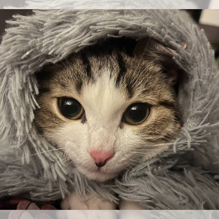 Взрослая, кошка в добрые руки