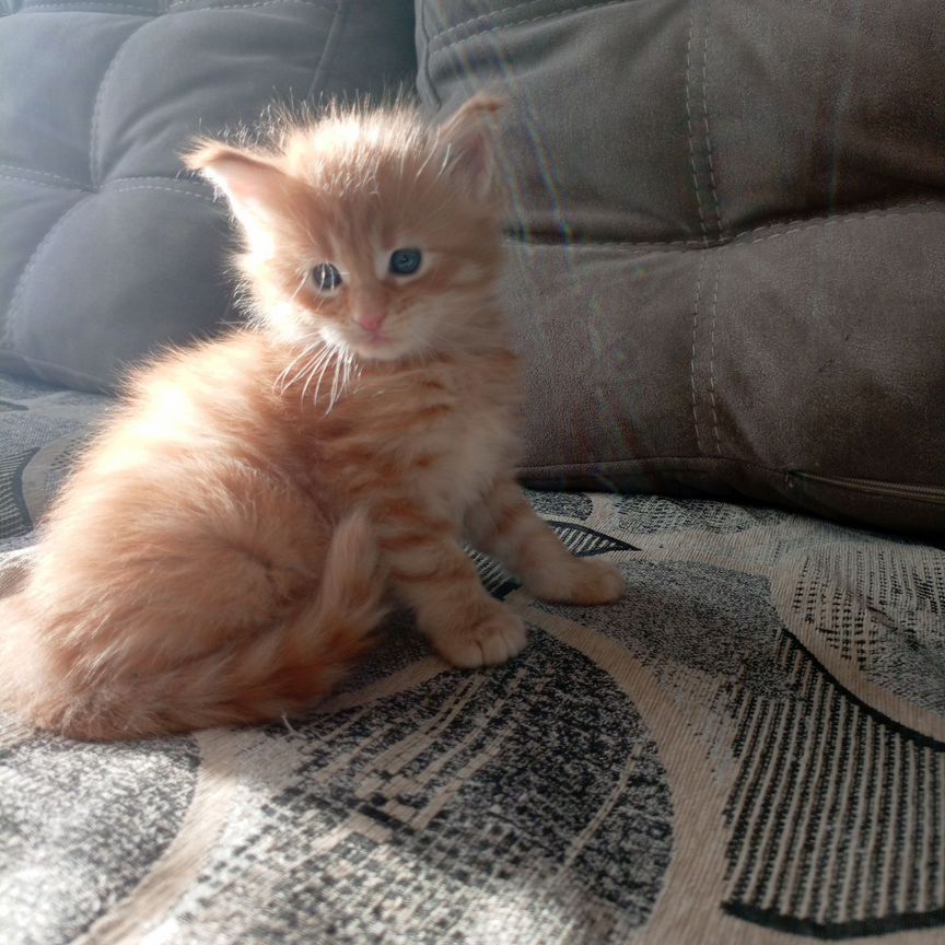 Продам котёнка мейн кун