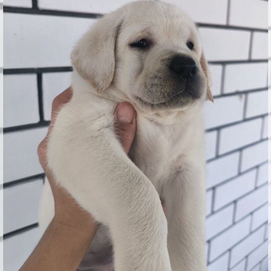 Лабрадор-ретривер, щенок