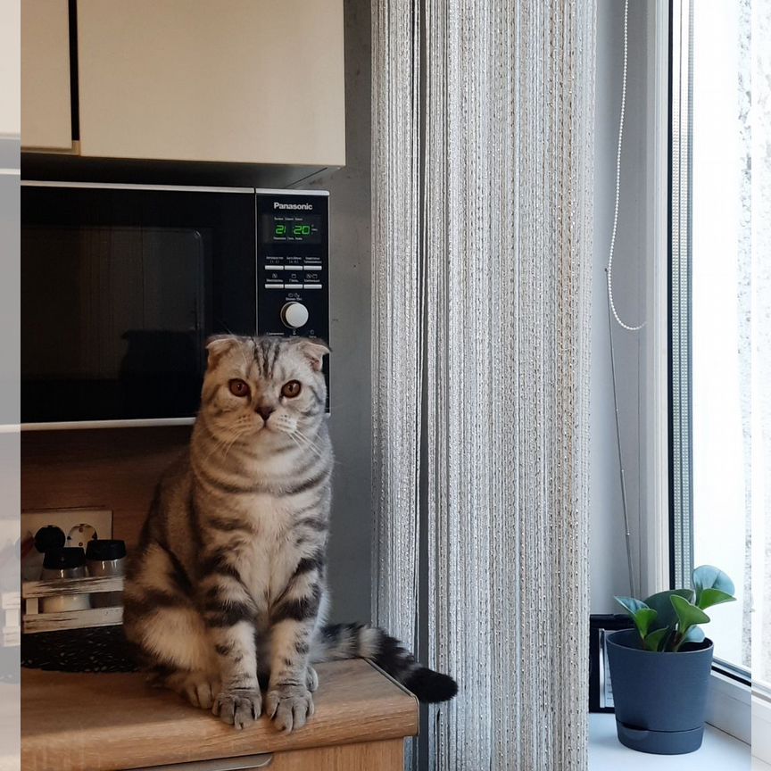 Кот Шотландский вислоухий