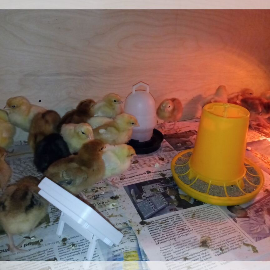 Цыплята суточные несушки