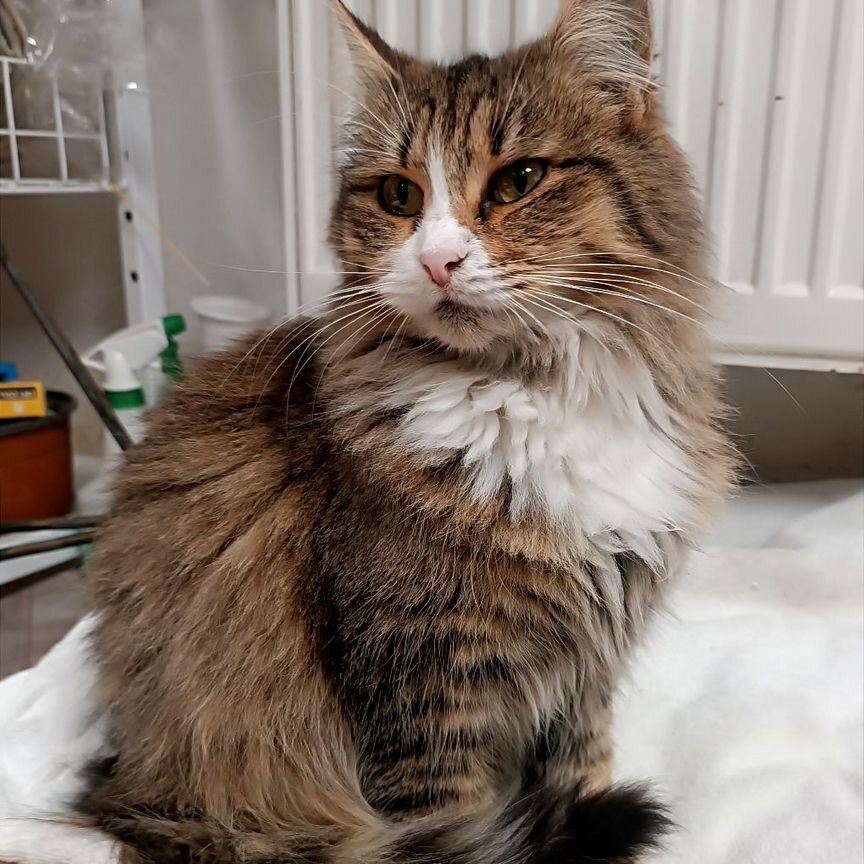 Кошки в добрые руки