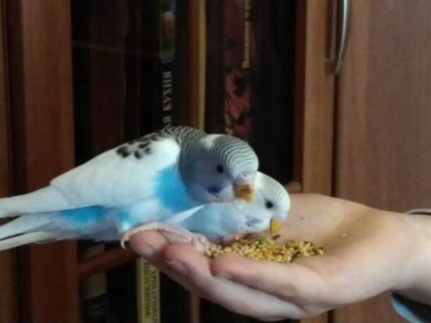 Попугай выкормыш с клеткой