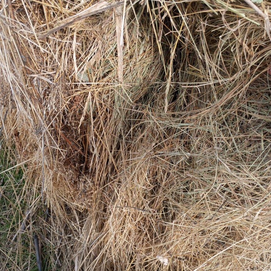 Сено в рулонах