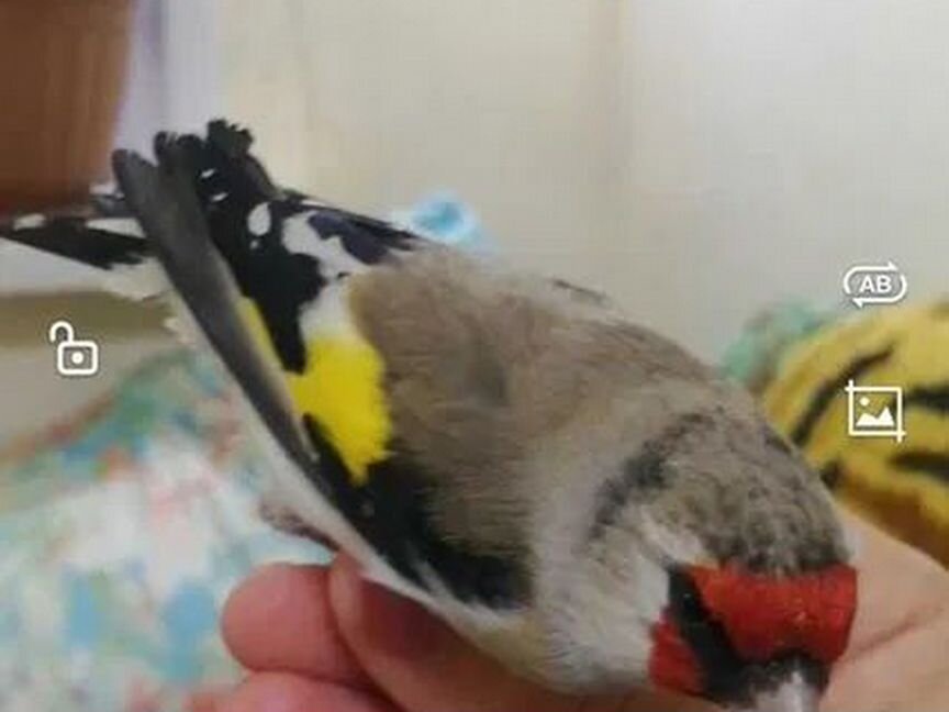 Черноголовый щегол