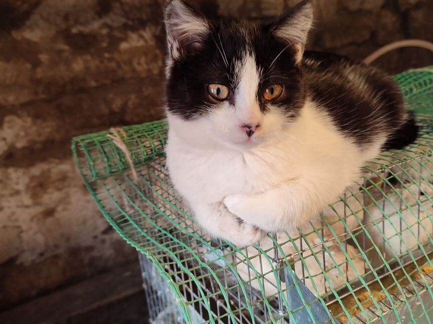 Котенок в добрые руки