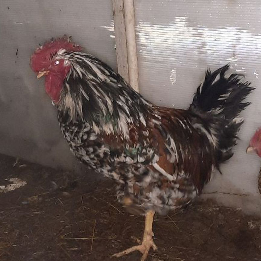 Продам семейку