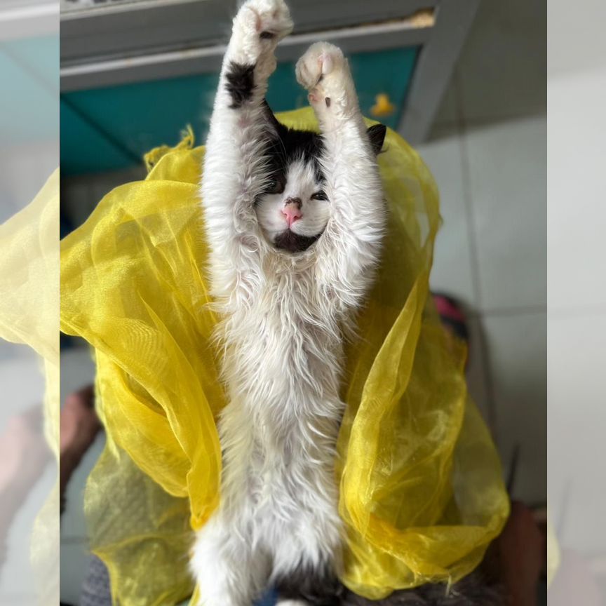 Кроха, котенок из приюта ищет дом