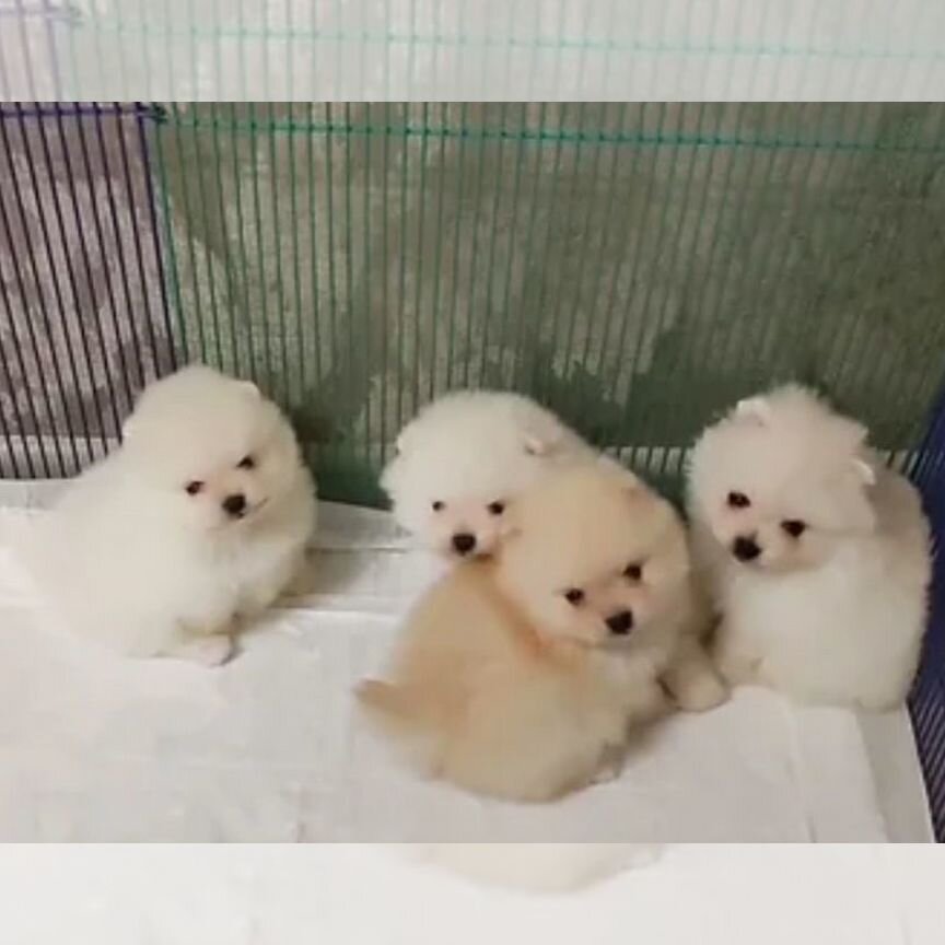 Немецкий шпиц, щенок