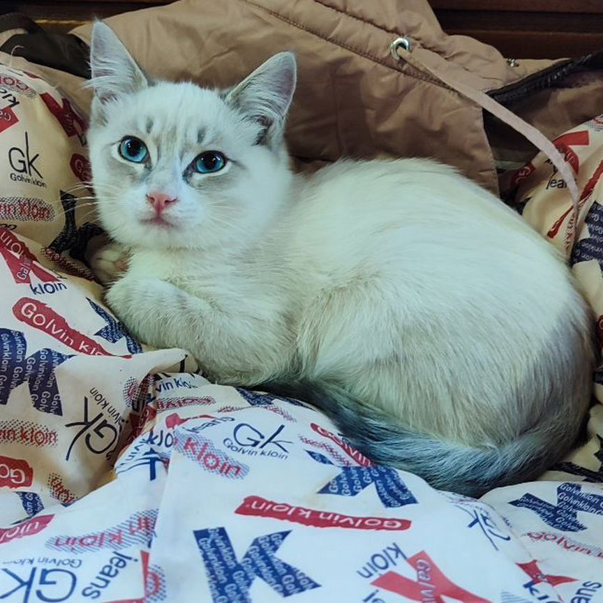 Котята бесплатно в добрые руки