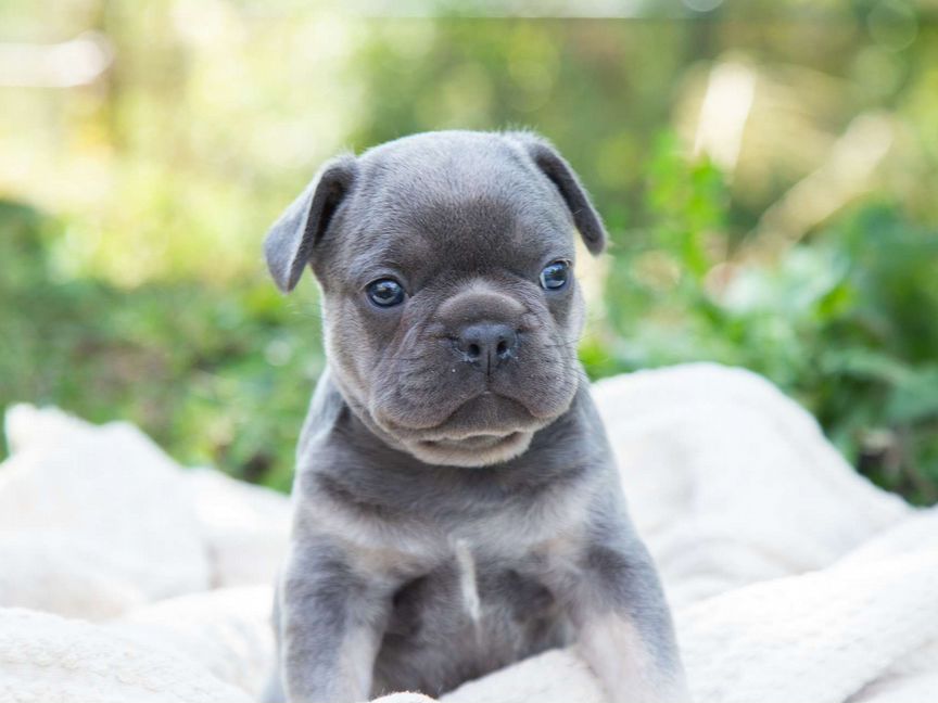 Французский бульдог малтчик