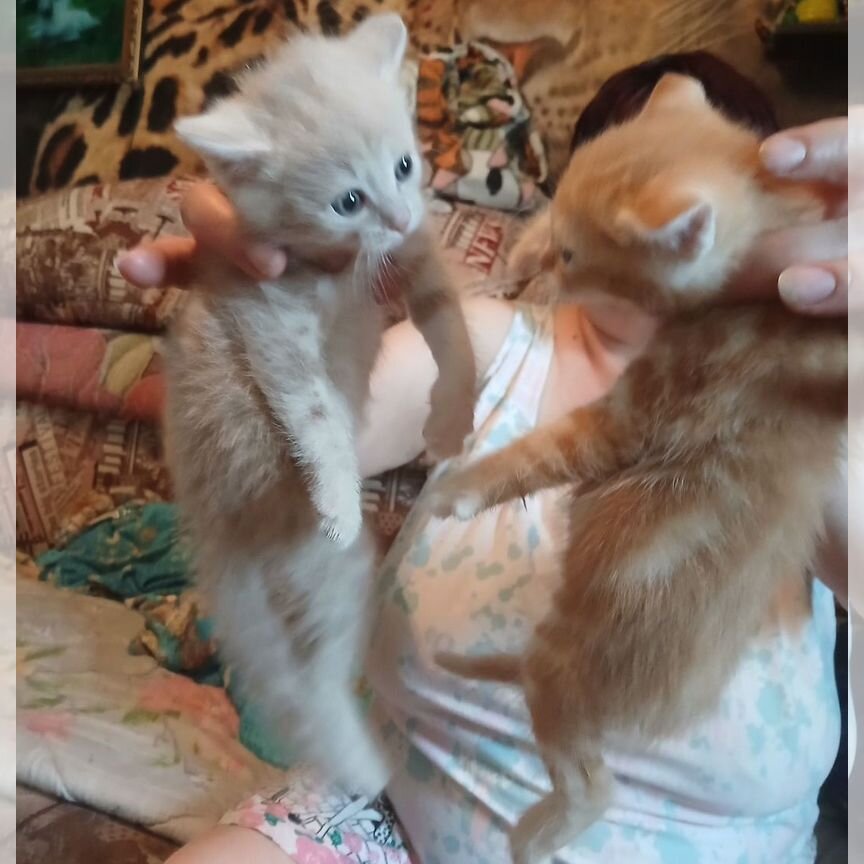Британский короткошёрстный котёнок